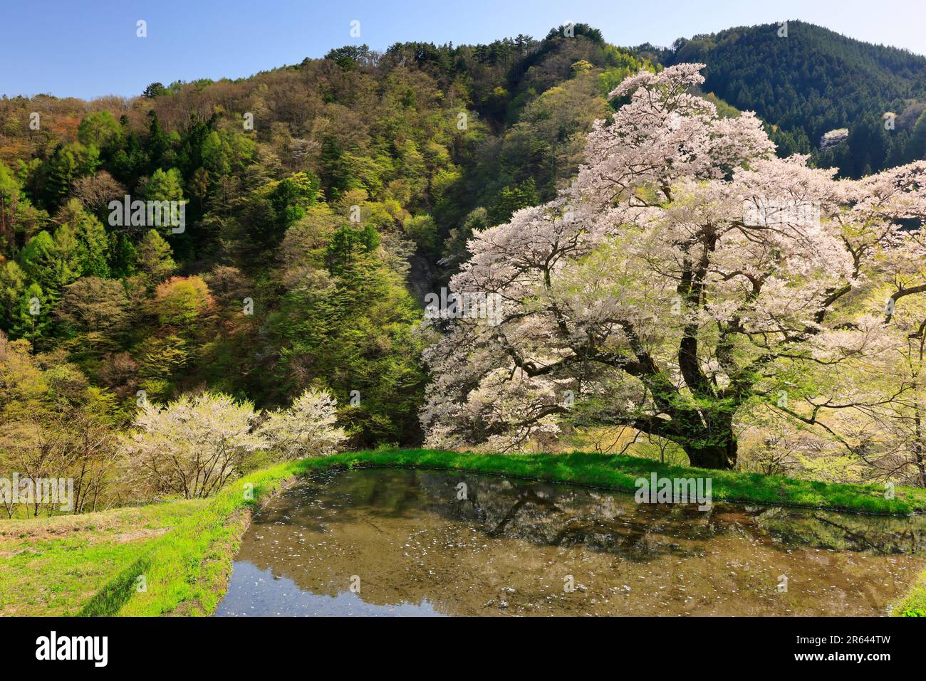 Kouji tsunagi -Fotos und -Bildmaterial in hoher Auflösung – Alamy