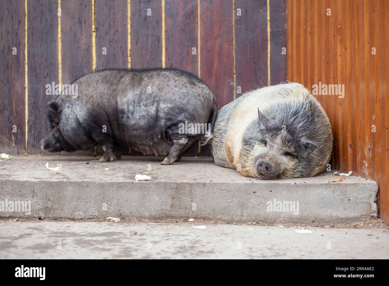 Hässliches schwein -Fotos und -Bildmaterial in hoher Auflösung – Alamy