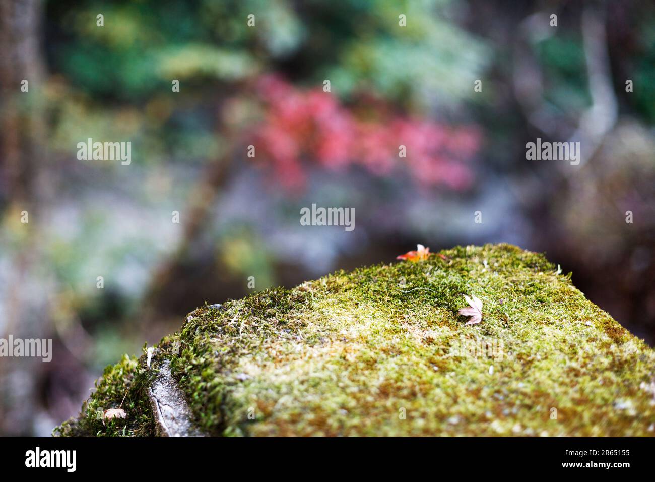 Minoh park -Fotos und -Bildmaterial in hoher Auflösung – Alamy
