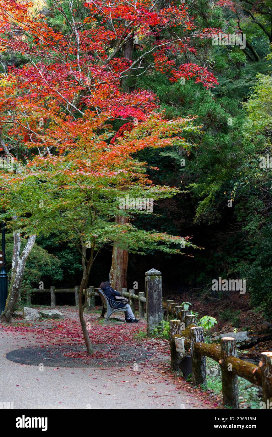 Meiji no mori minoh quasi nationalpark -Fotos und -Bildmaterial in ...