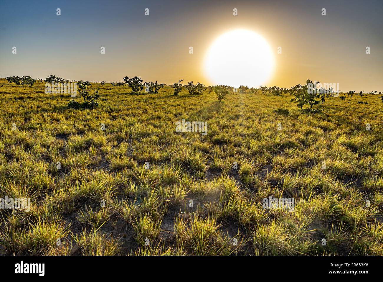 Savanne rupununi -Fotos und -Bildmaterial in hoher Auflösung – Alamy