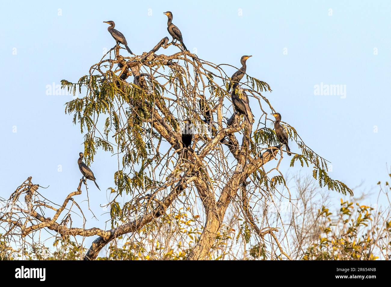 Neotrope Kormorane, Regenwald in der Dämmerung, Rupununi River, Rupuni ...