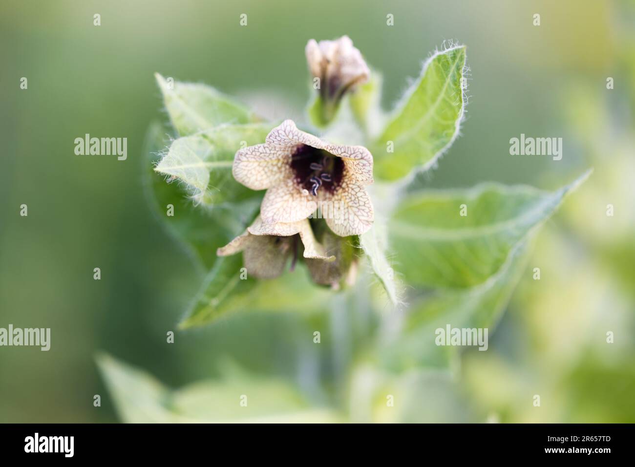 Hyoscyamus niger henbane, schwarzer Henbane oder stinkender ...