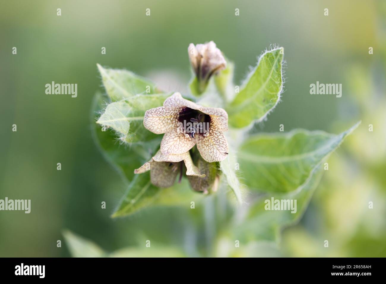 Hyoscyamus niger henbane, schwarzer Henbane oder stinkender ...