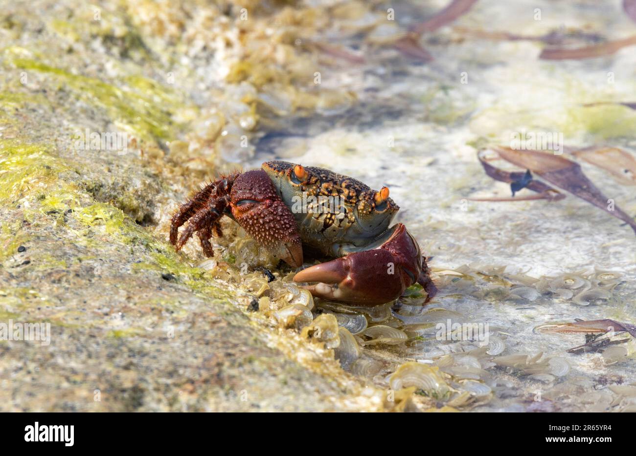 Die Rote Korallenkrebse ist ein stockiges, langsam fahrendes Krebstier ...