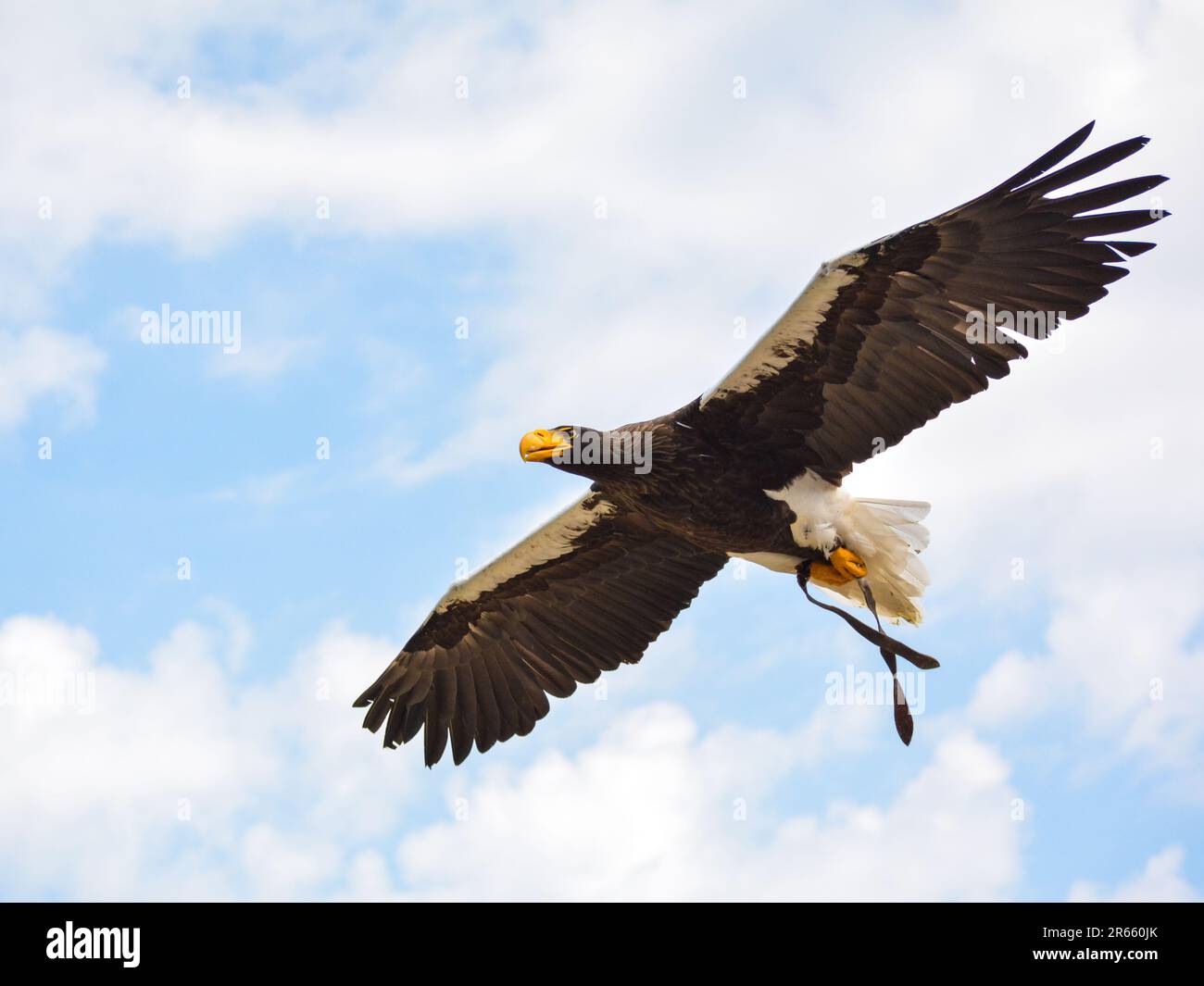 Le rapace -Fotos und -Bildmaterial in hoher Auflösung – Alamy