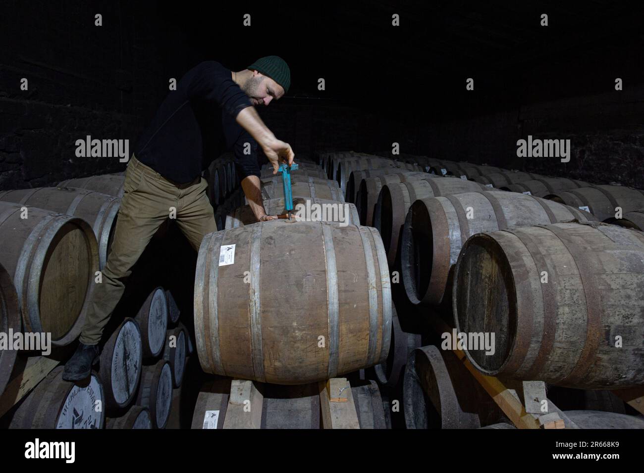 Entnahme einer Probe von schottischem Whisky aus einem Eichenfass mit ...