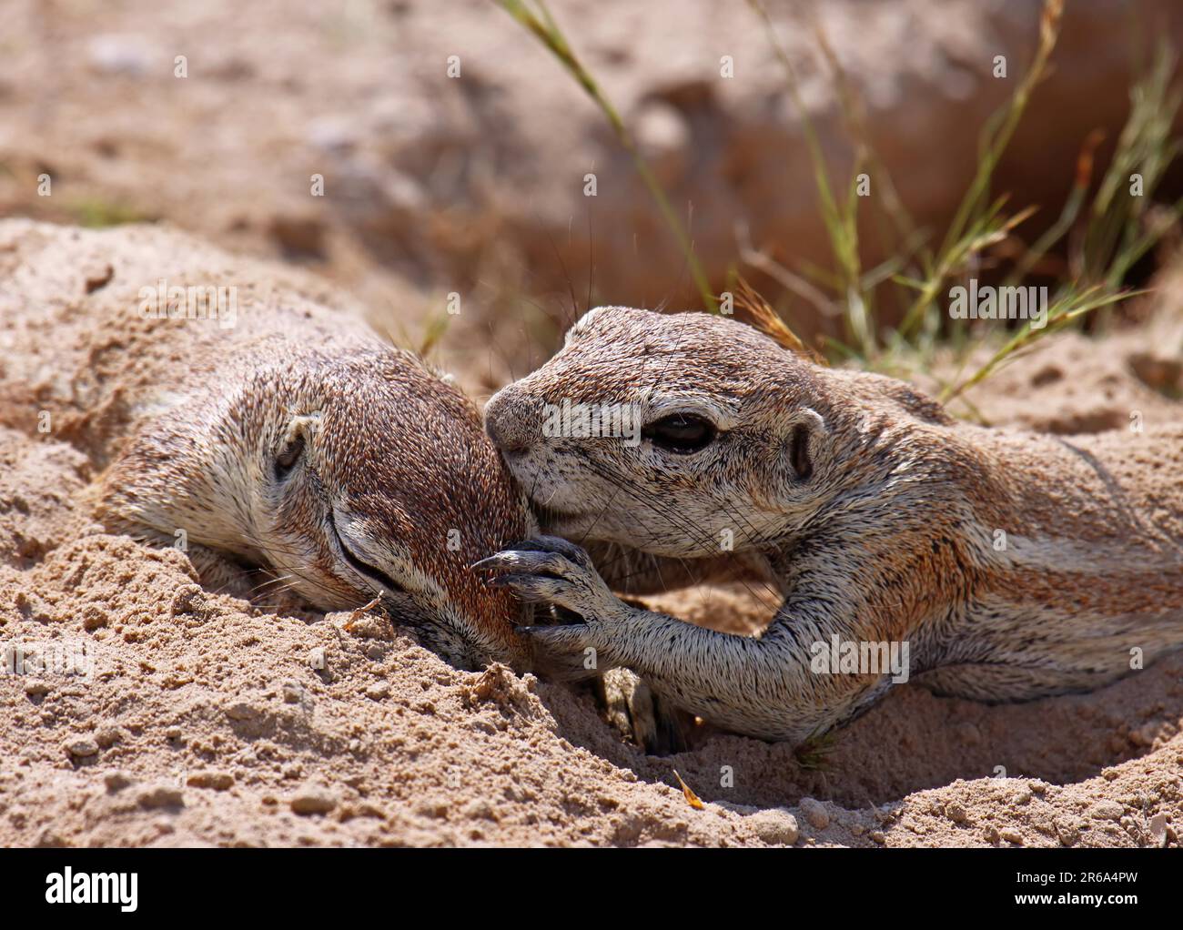 Dicke borsten -Fotos und -Bildmaterial in hoher Auflösung – Alamy