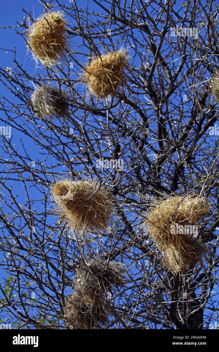 Baut nester -Fotos und -Bildmaterial in hoher Auflösung – Alamy