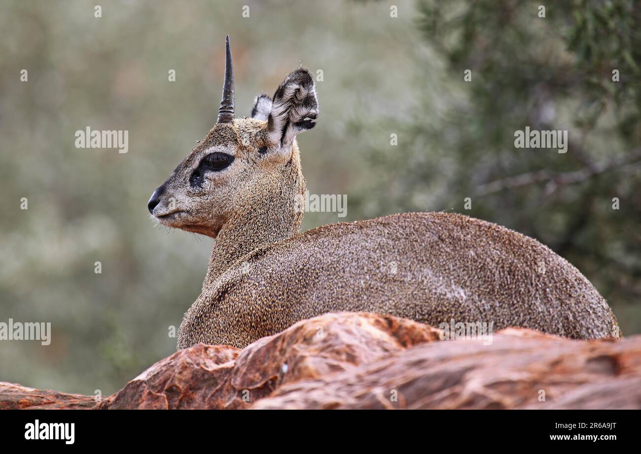 Springer antilope -Fotos und -Bildmaterial in hoher Auflösung – Alamy