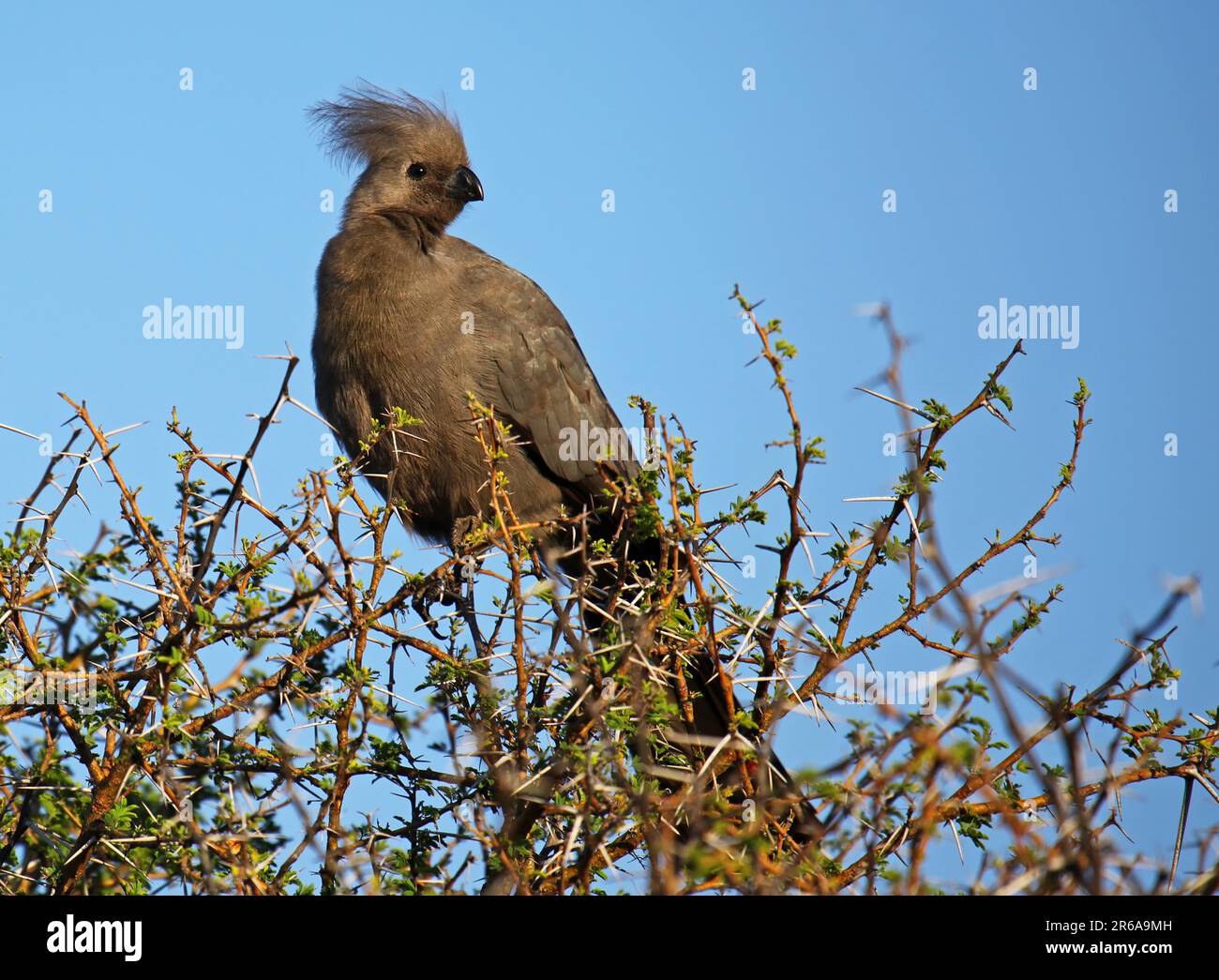 Graul -Fotos und -Bildmaterial in hoher Auflösung – Alamy