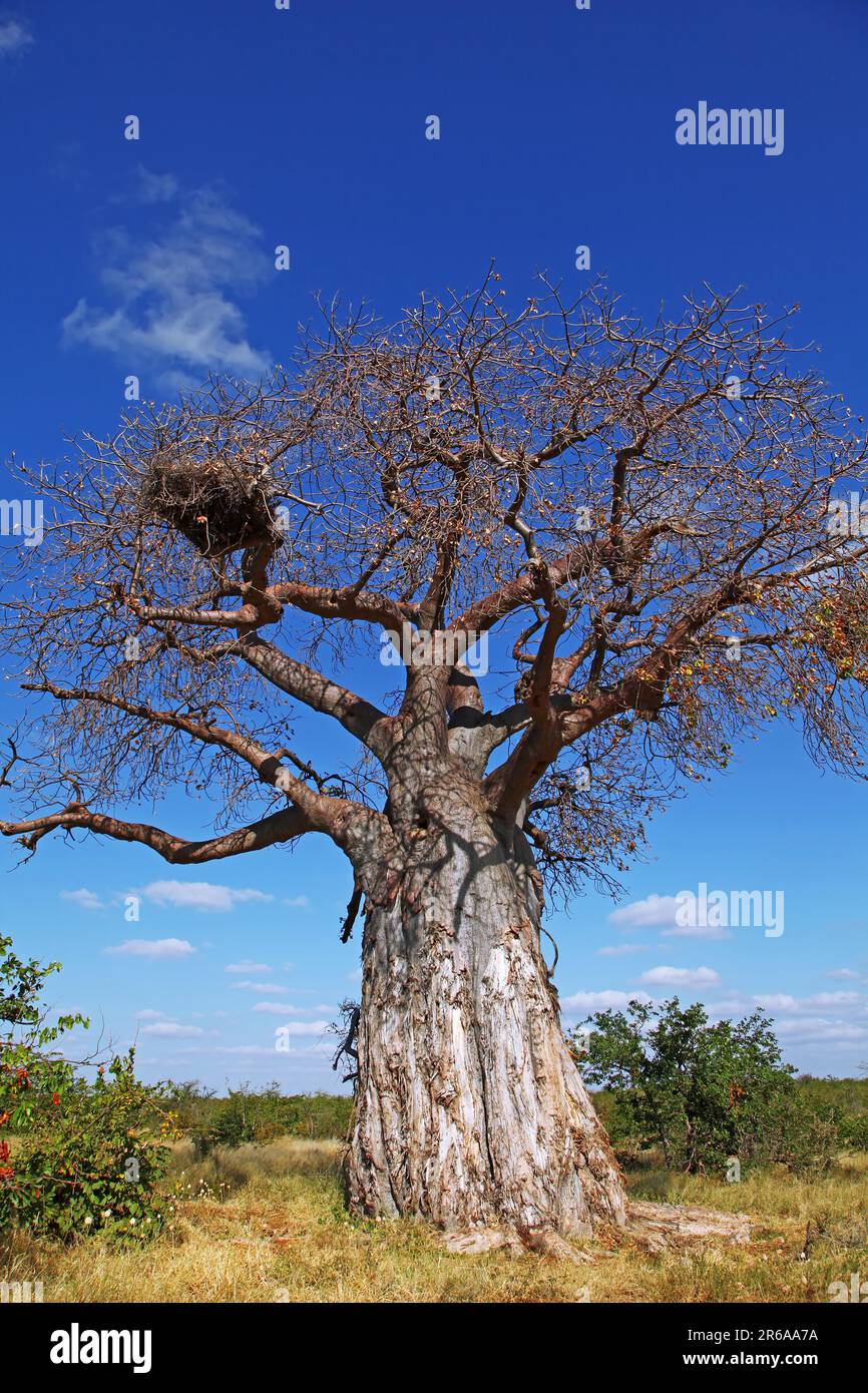 S affenbrotbaum -Fotos und -Bildmaterial in hoher Auflösung – Alamy