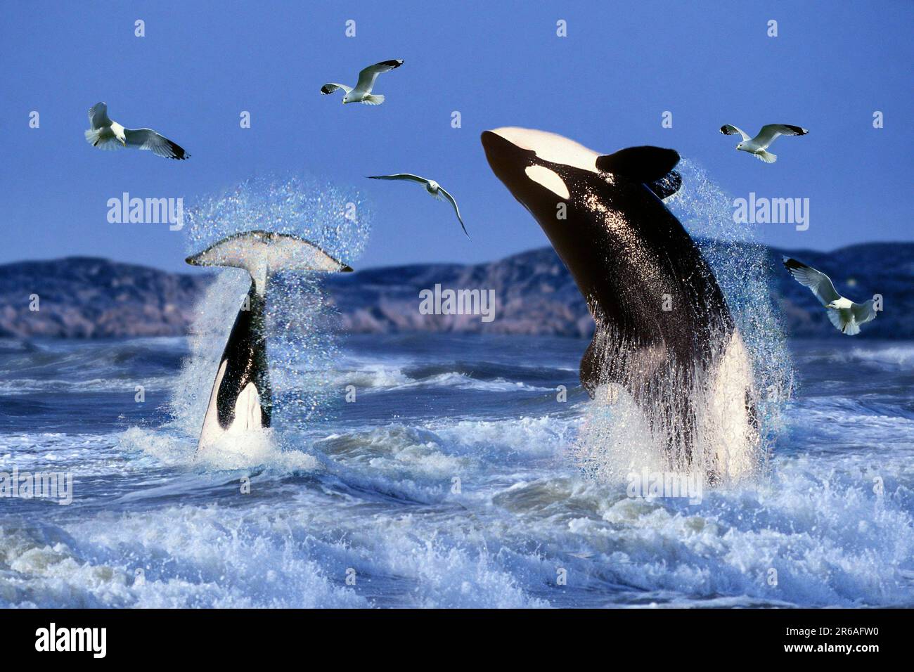 Orca orcinus orca side -Fotos und -Bildmaterial in hoher Auflösung ...