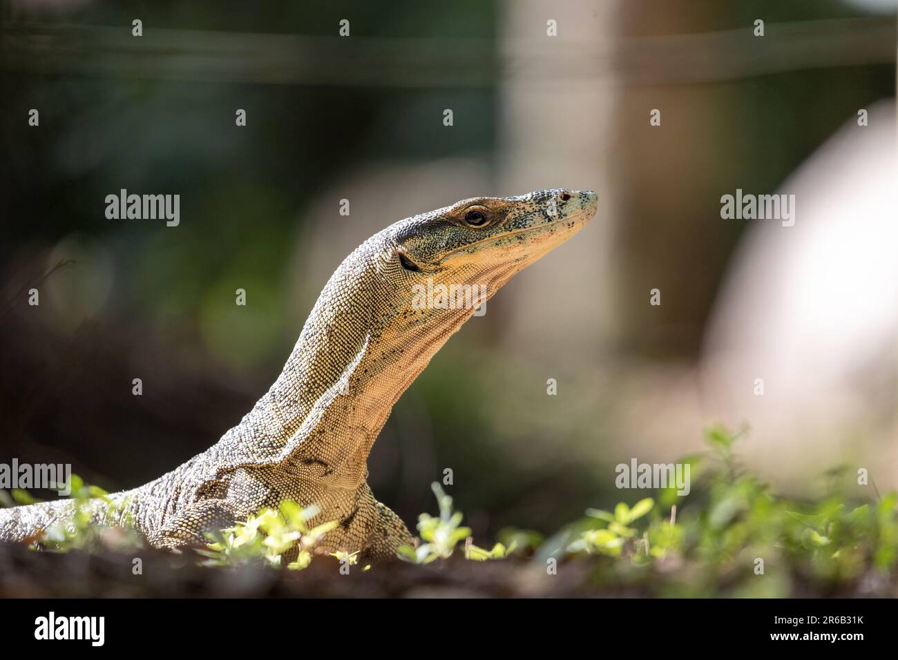 Eine Nahaufnahme einer Goanna, die auf einem Feld aus Gras und Felsen liegt und sich in der ...