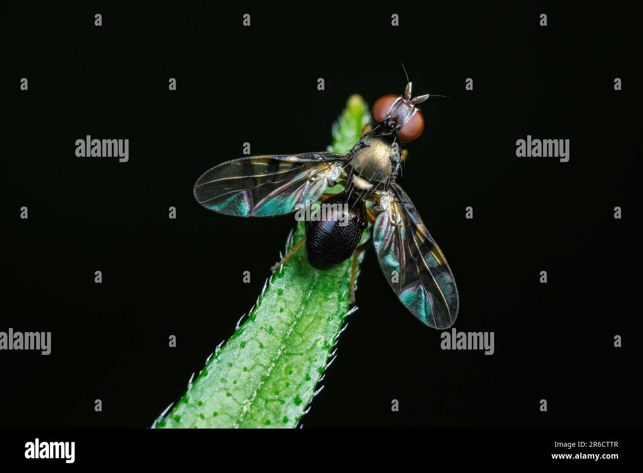 Signal fliegt -Fotos und -Bildmaterial in hoher Auflösung – Alamy