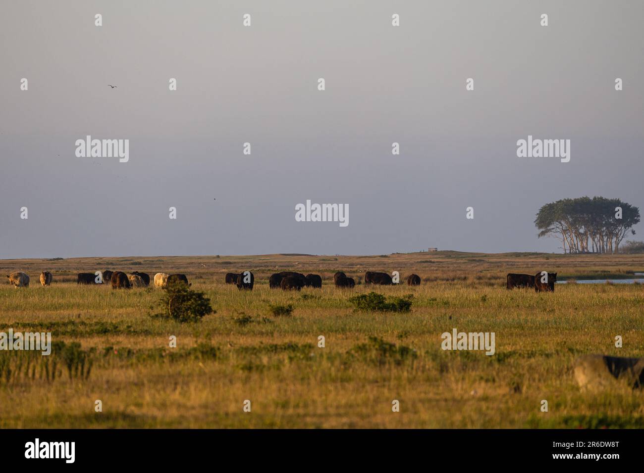 Maasholm, Deutschland. 09. Juni 2023. Galloway-Rinder weiden im ...