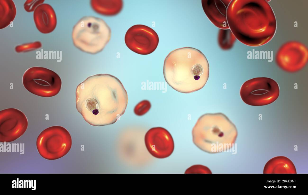 Protozoan Plasmodium vivax in roten Blutkörperchen, Computergrafiken. P. vivax ist der Erreger ...