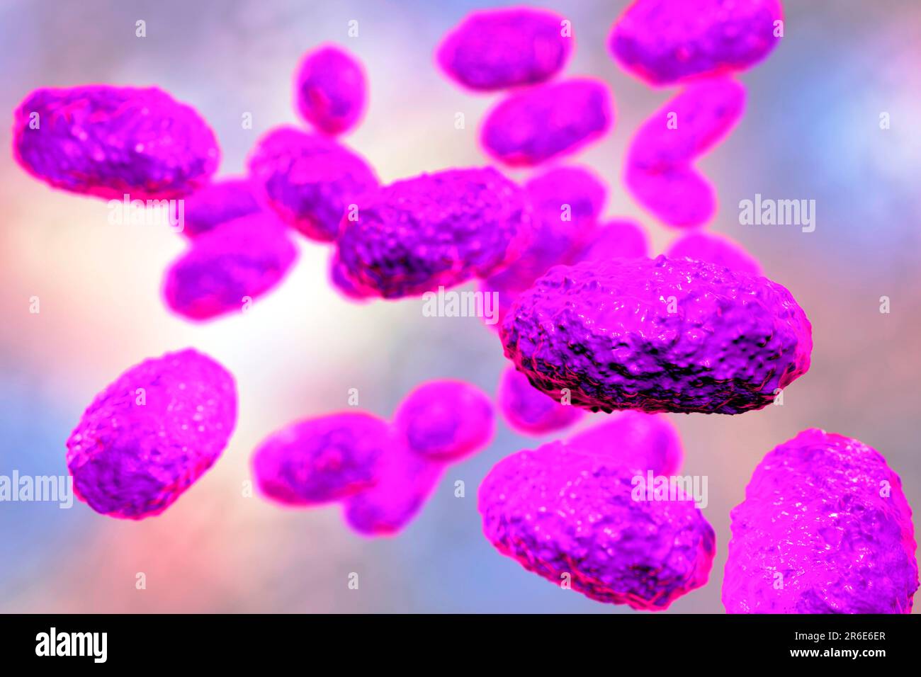 Pertussis bakterium -Fotos und -Bildmaterial in hoher Auflösung – Alamy