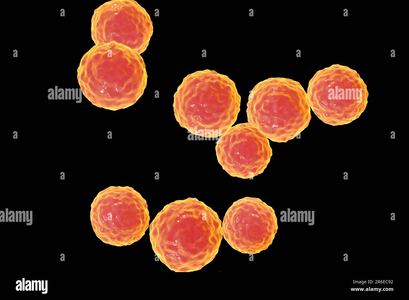 Streptococcus faecalis -Fotos und -Bildmaterial in hoher Auflösung – Alamy