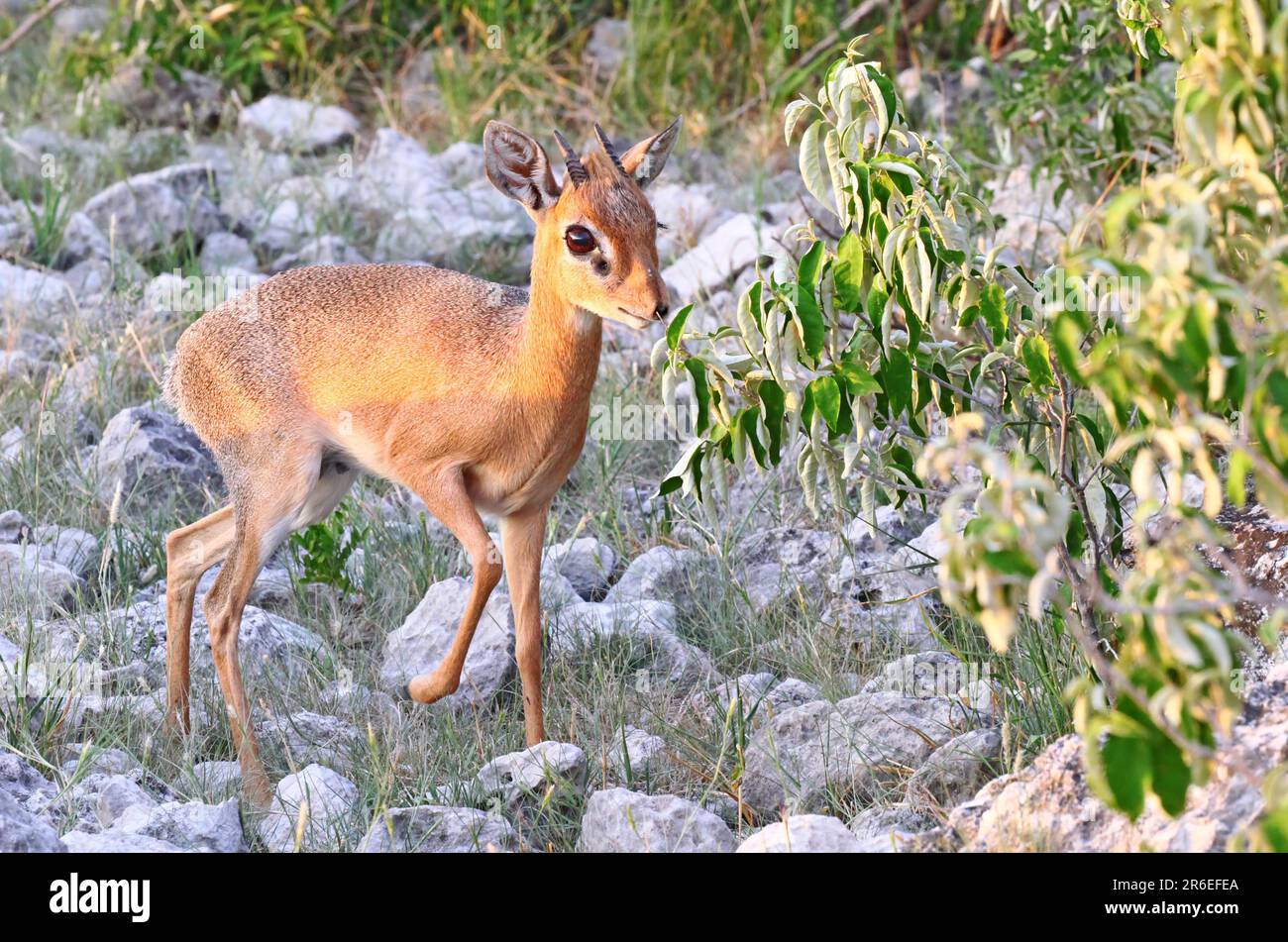 Damara Dik Dik (Madoqua) damarensis, Etosha, Namibia, die kleinste ...