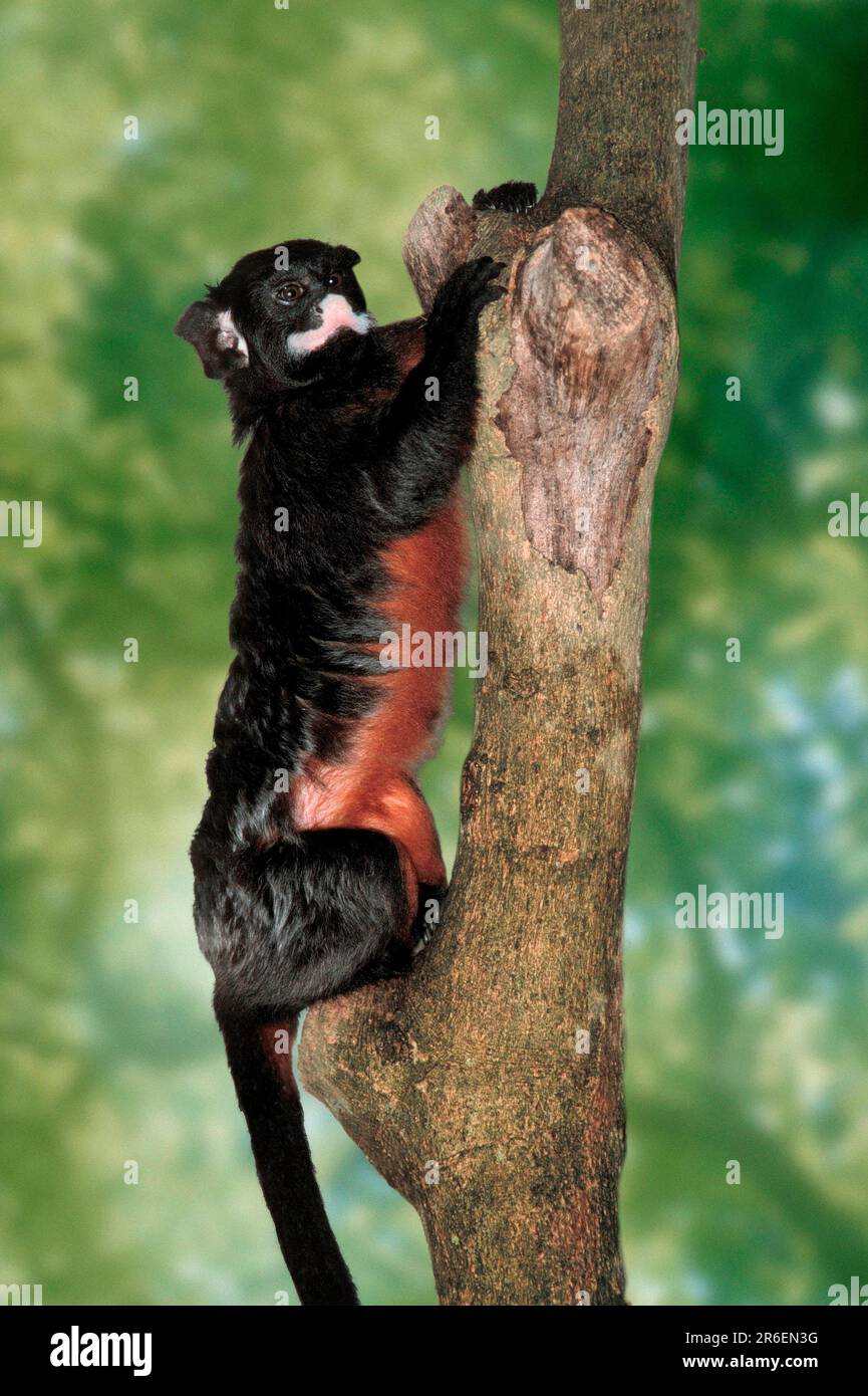 Saguinus labiatus -Fotos und -Bildmaterial in hoher Auflösung – Alamy