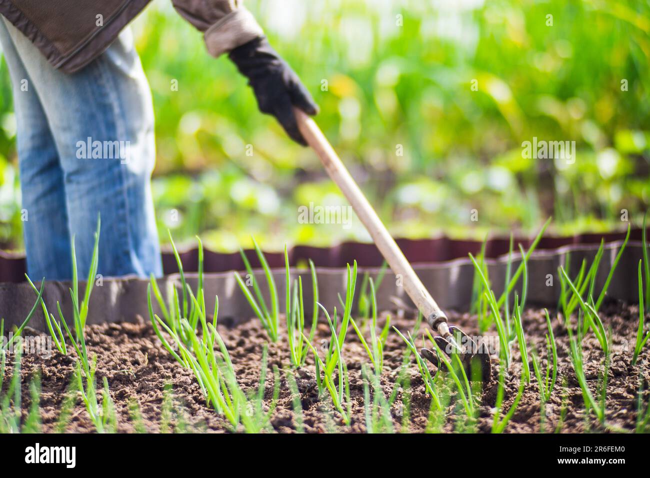 Unkrautgewächse mit landwirtschaftlichen Pflanzen, die im Garten ...