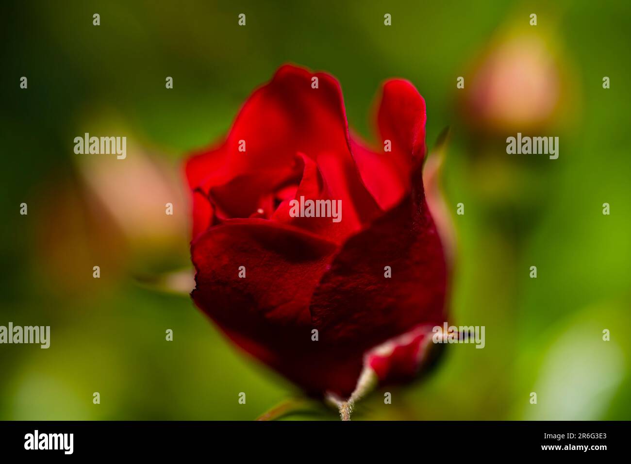 Wunderschone Rosen Welcher Dunger Bild