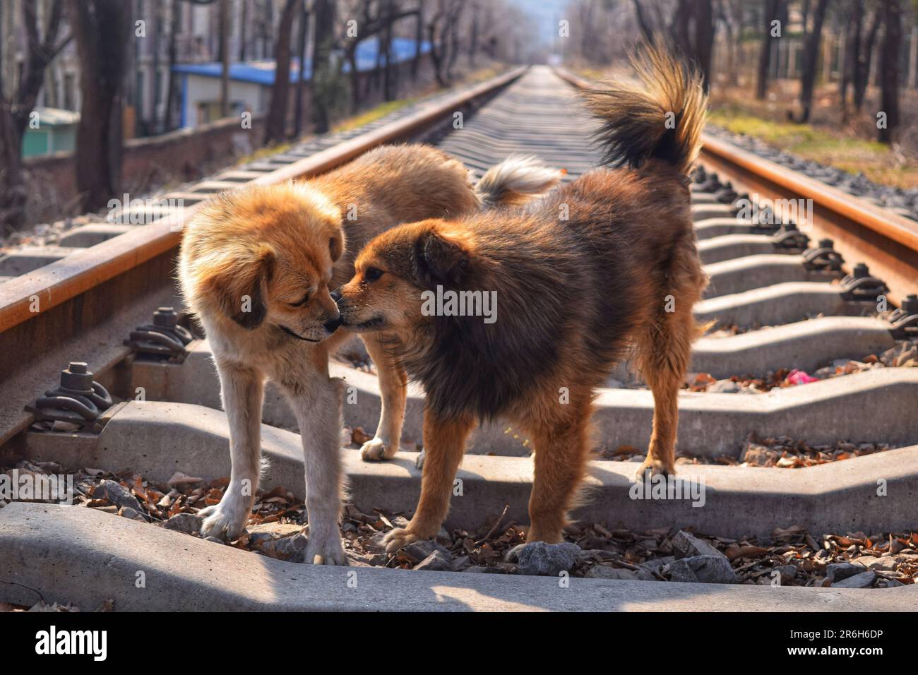 Tier mensch interaktionen -Fotos und -Bildmaterial in hoher Auflösung ...