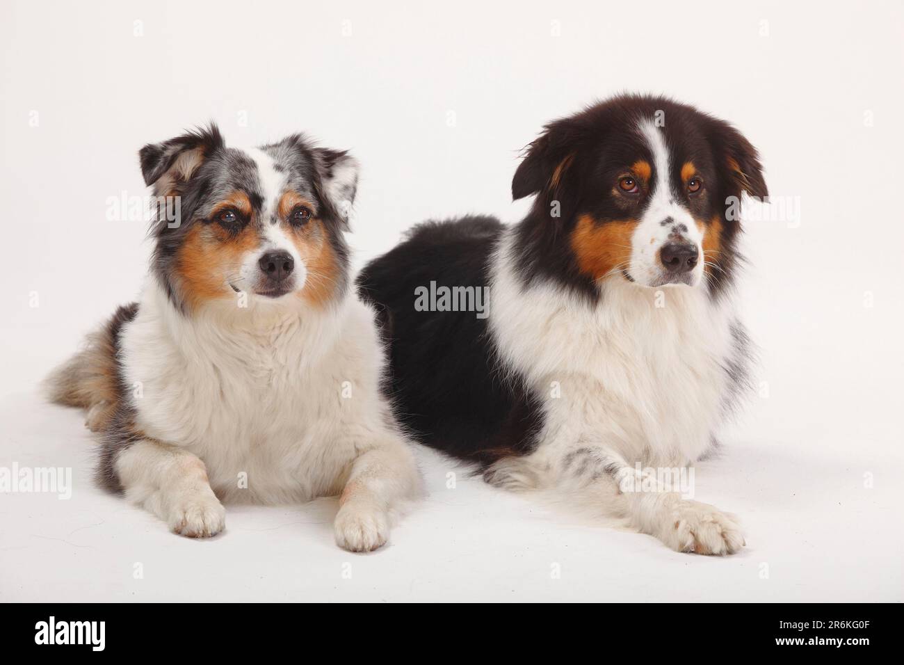 Blaue merle tri farbe -Fotos und -Bildmaterial in hoher Auflösung – Alamy