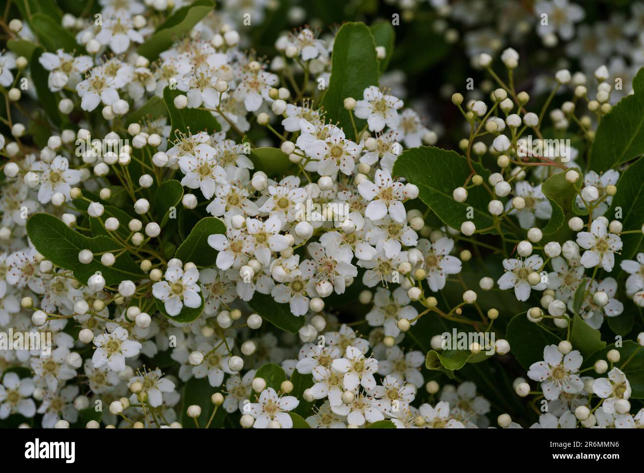 Viburnum tinus. Die viburnum vat ist eine Pflanze der Familie der Caprifoliaceae, die im ...