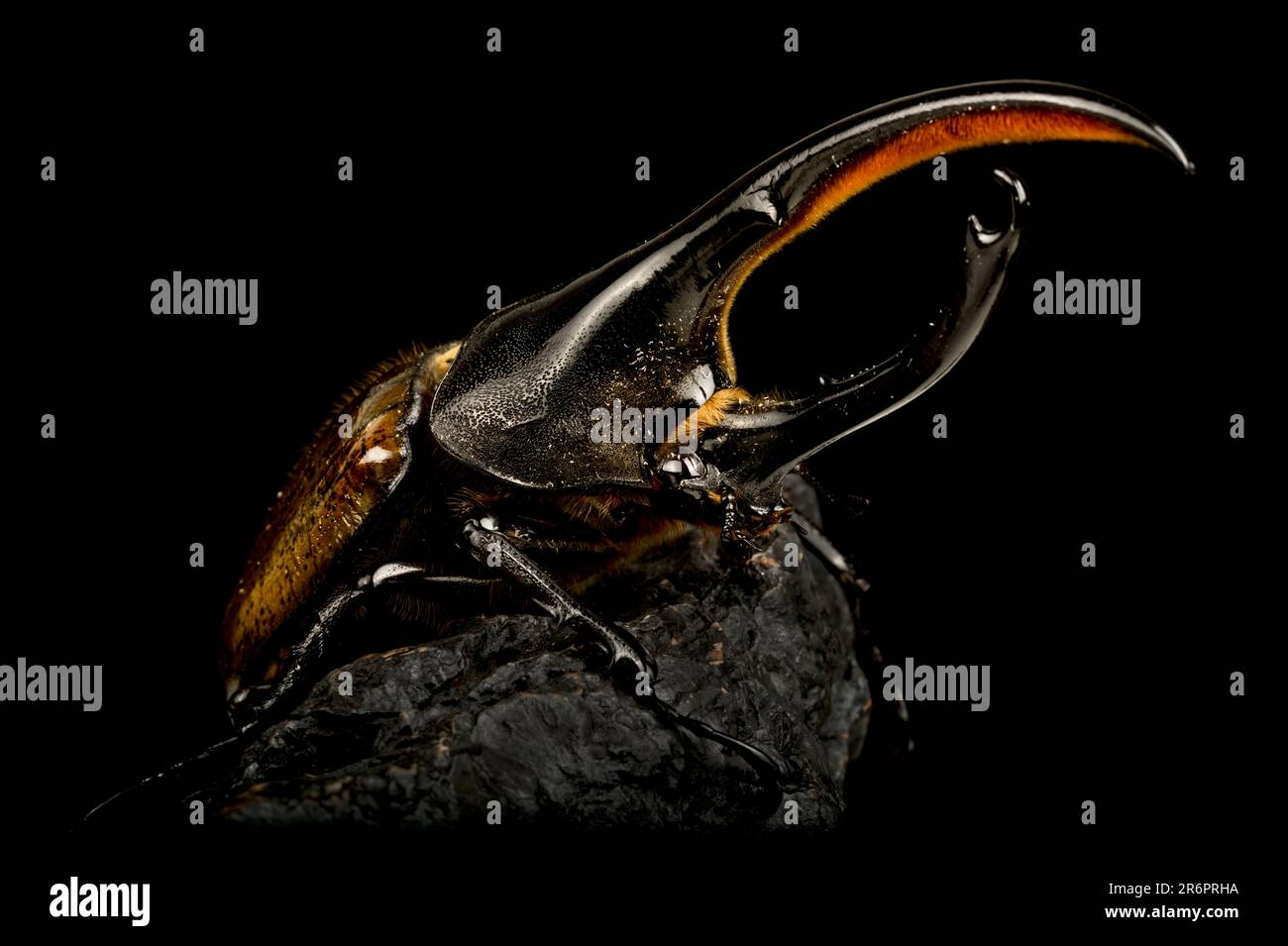Hercules rhinoceros beetle -Fotos und -Bildmaterial in hoher Auflösung ...