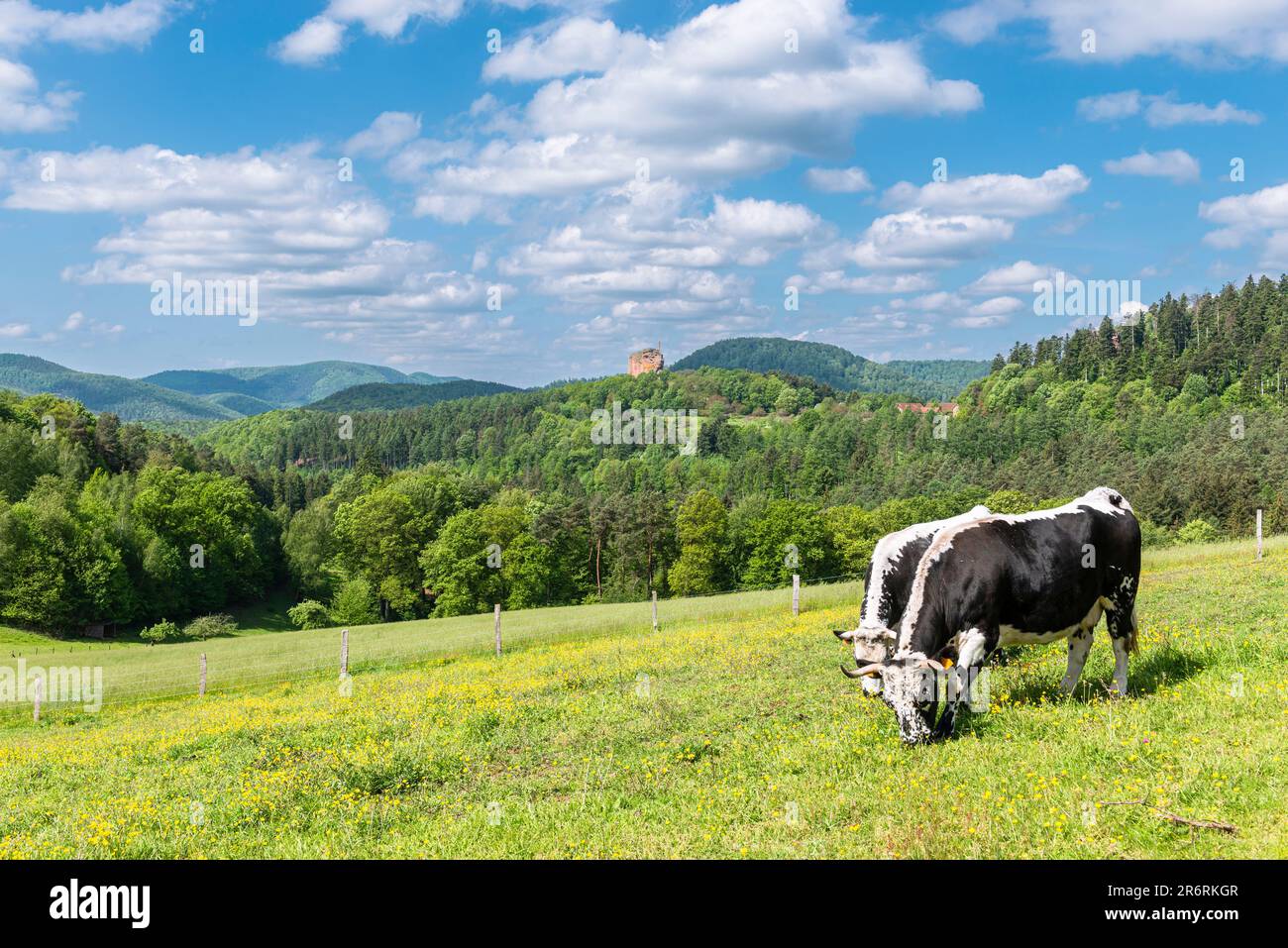 Waldweide im mittelalter -Fotos und -Bildmaterial in hoher Auflösung ...