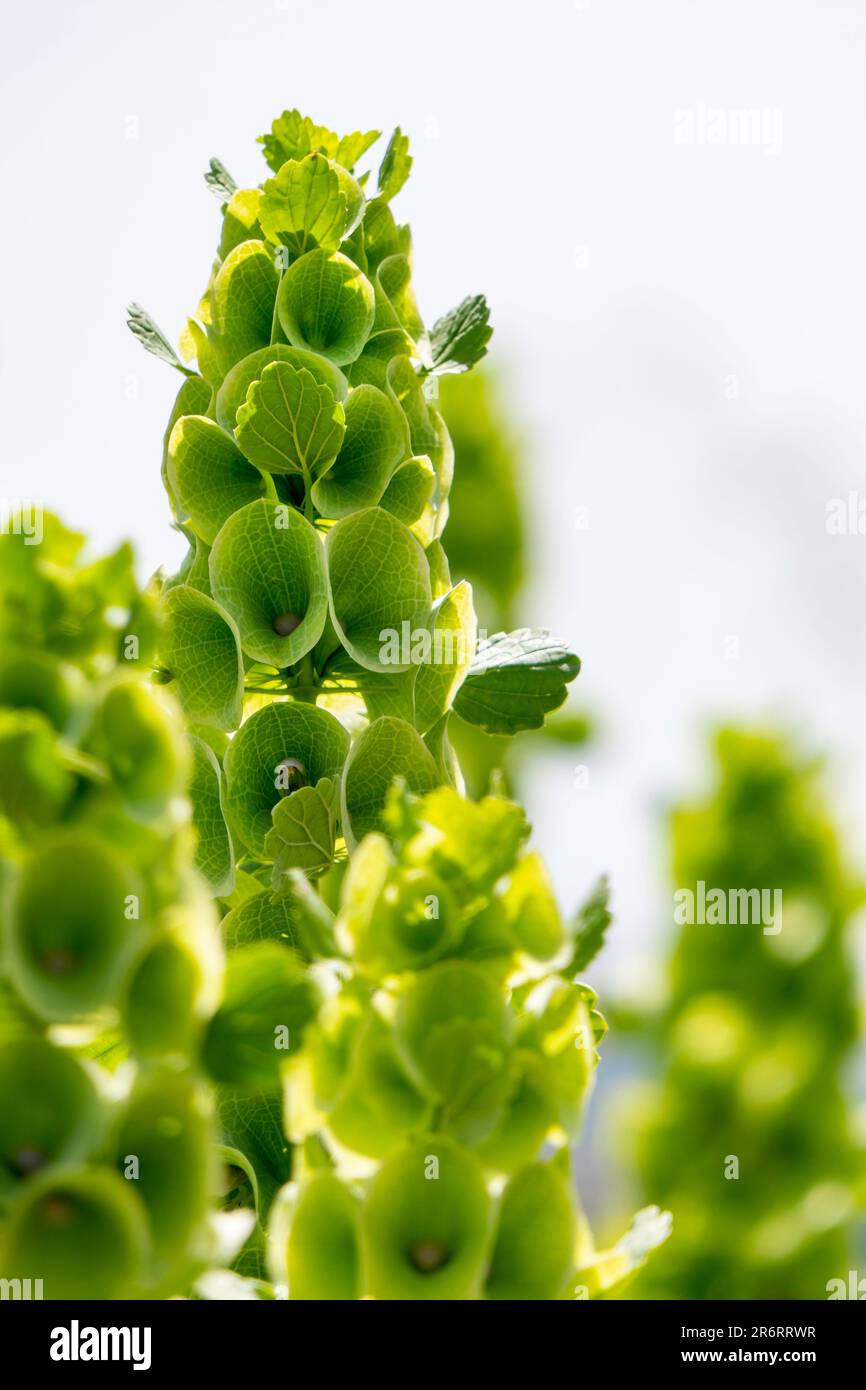 Moluccella laevis oder Gells of Ireland oder Molucca Balmis oder ...