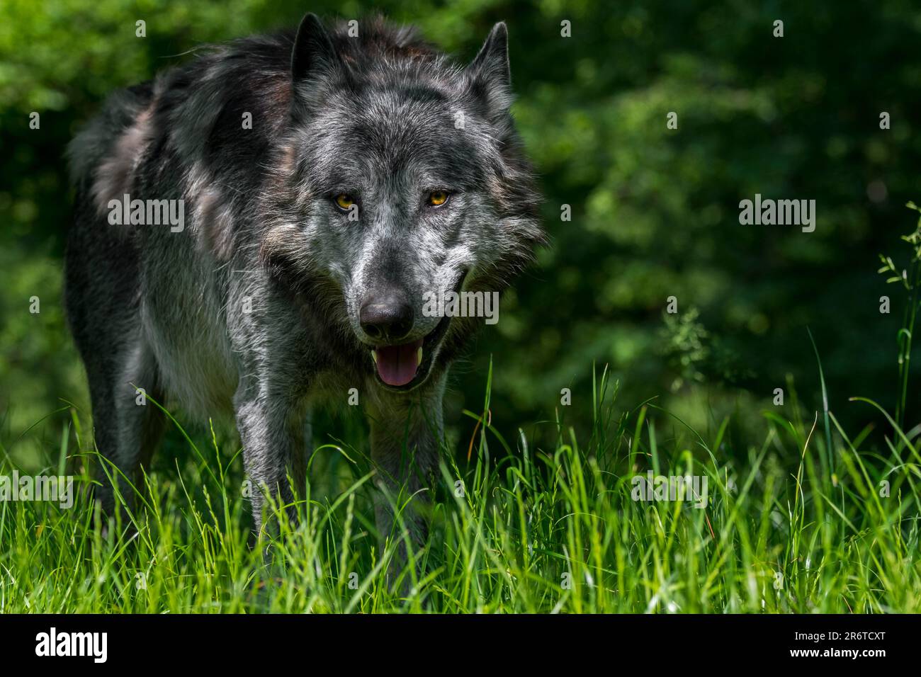 Schwarzer Wolf aus dem Nordwesten / Wolf aus dem Mackenzie-Tal ...
