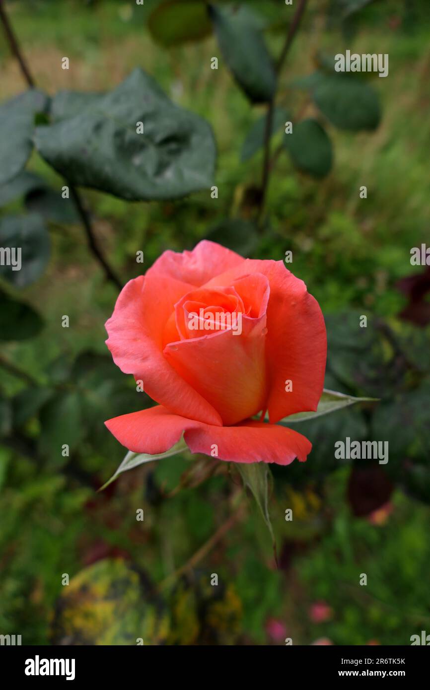 Blühende rosa Rose im Rosengarten Stockfotografie - Alamy