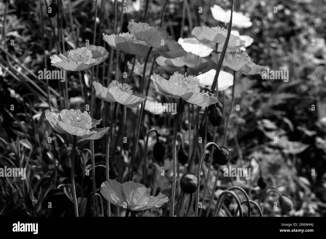 Summer flowering plants Schwarzweiß-Stockfotos und -bilder - Alamy
