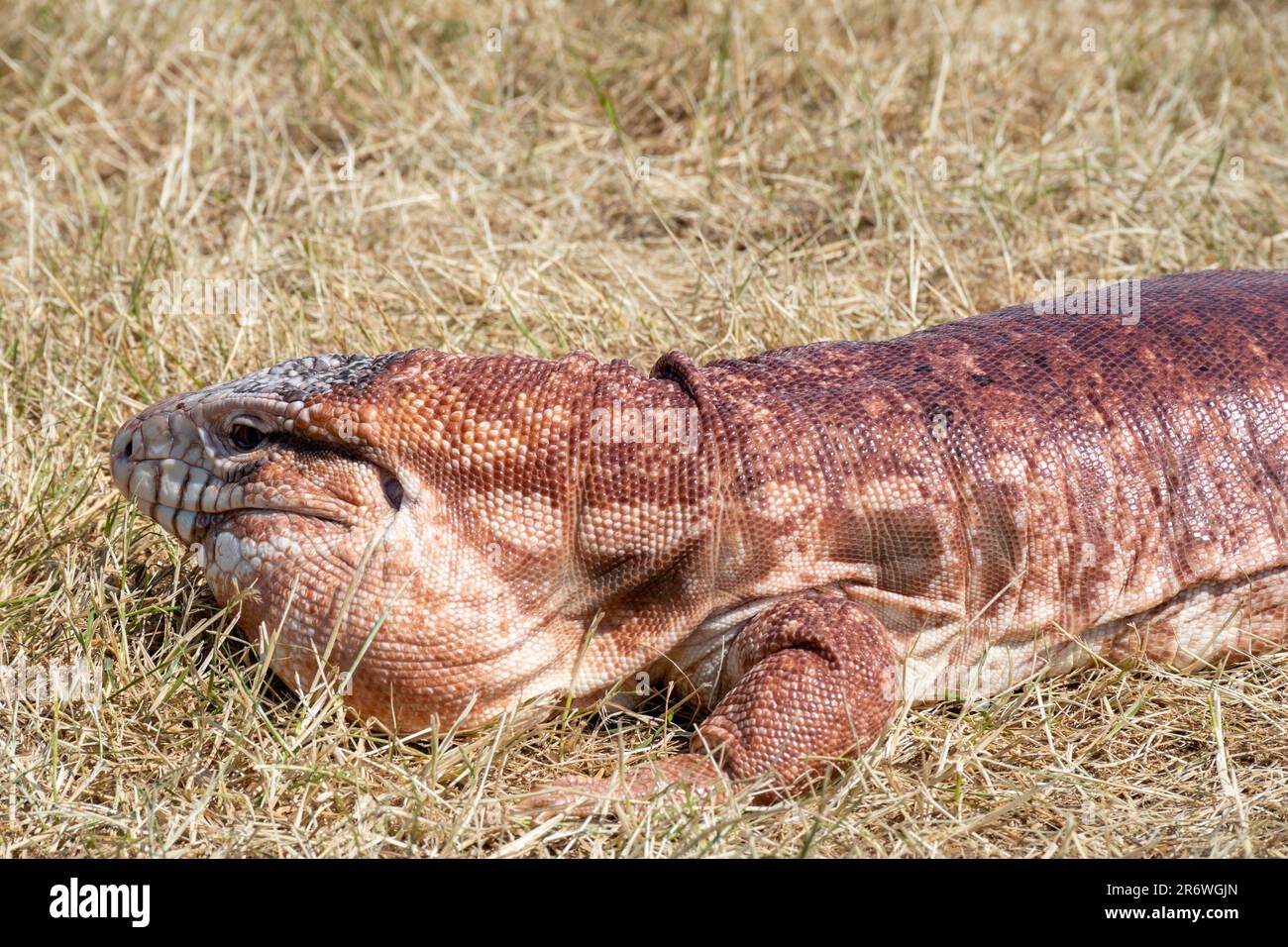 Macgyver die eidechse -Fotos und -Bildmaterial in hoher Auflösung – Alamy