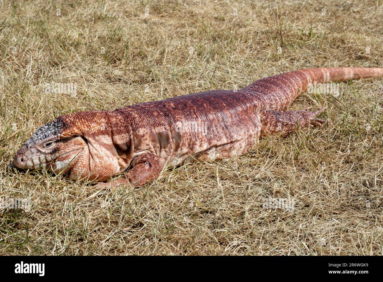 Macgyver die eidechse -Fotos und -Bildmaterial in hoher Auflösung – Alamy