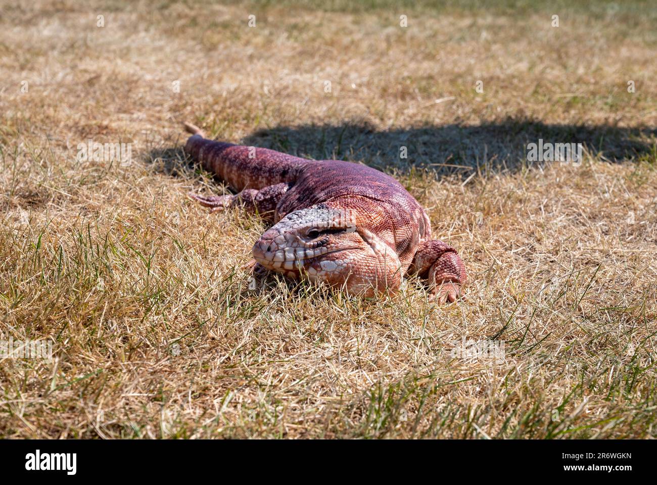 Macgyver die eidechse -Fotos und -Bildmaterial in hoher Auflösung – Alamy