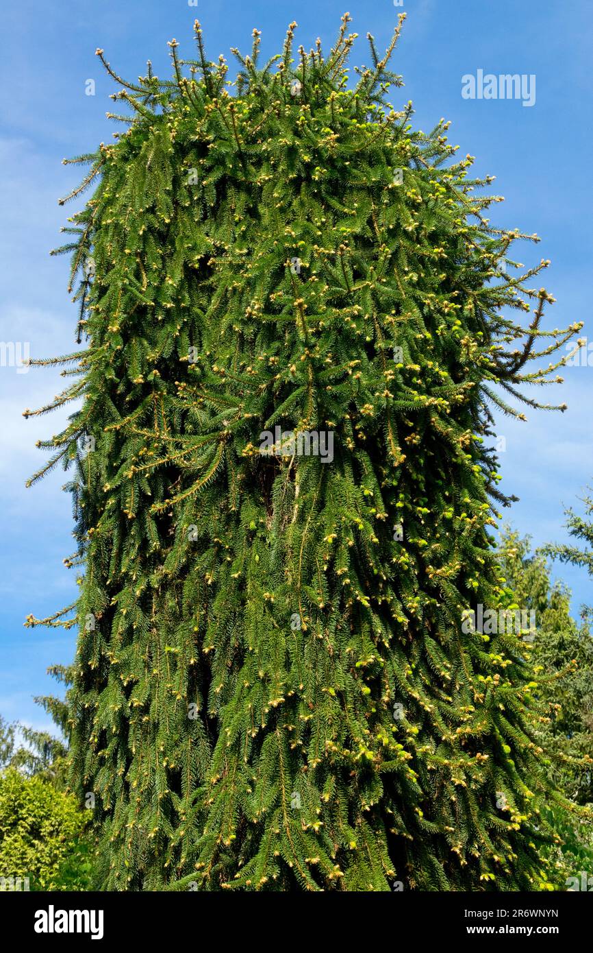 Picea abies inversa -Fotos und -Bildmaterial in hoher Auflösung – Alamy