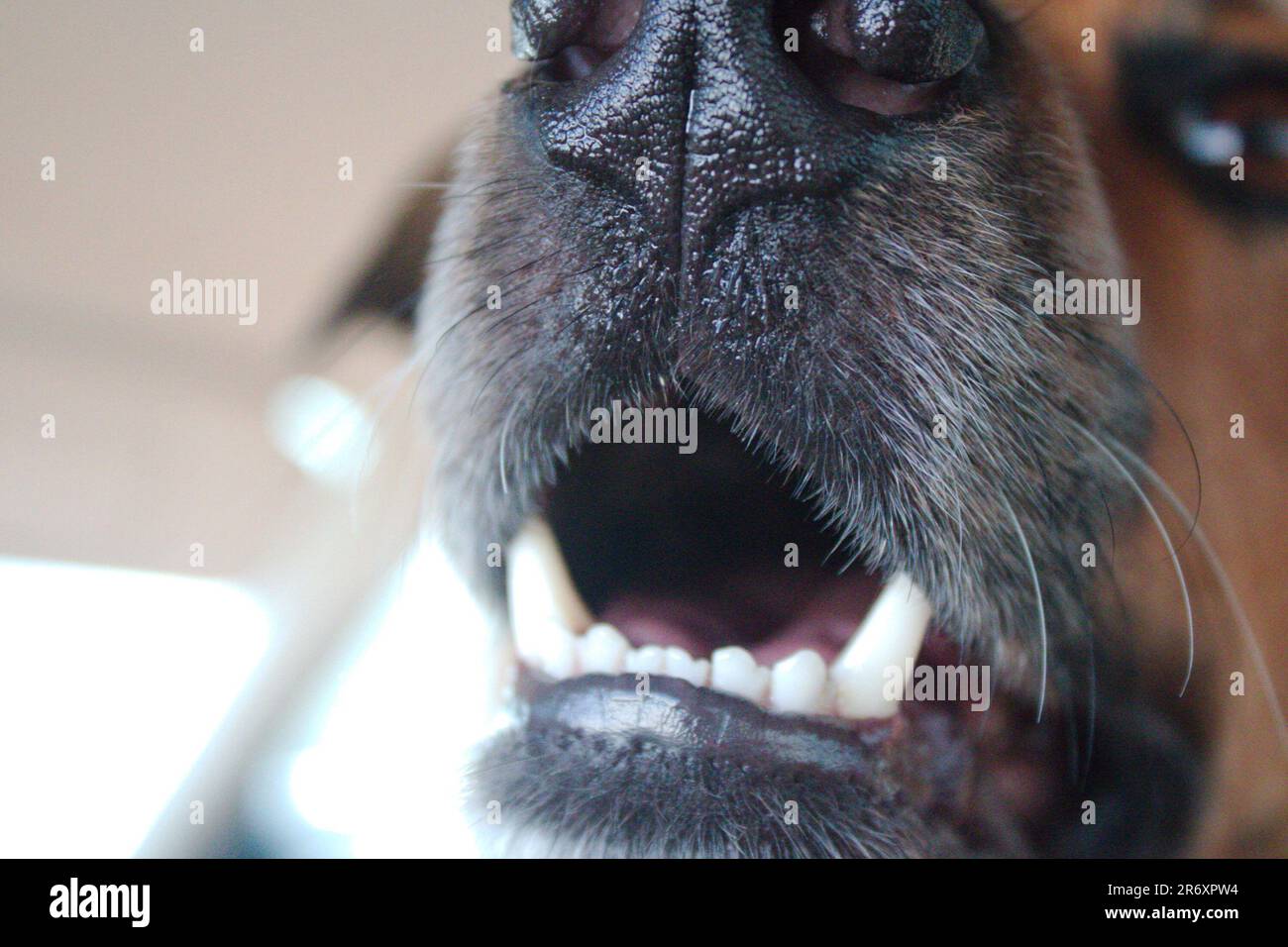 Texas hund -Fotos und -Bildmaterial in hoher Auflösung – Alamy