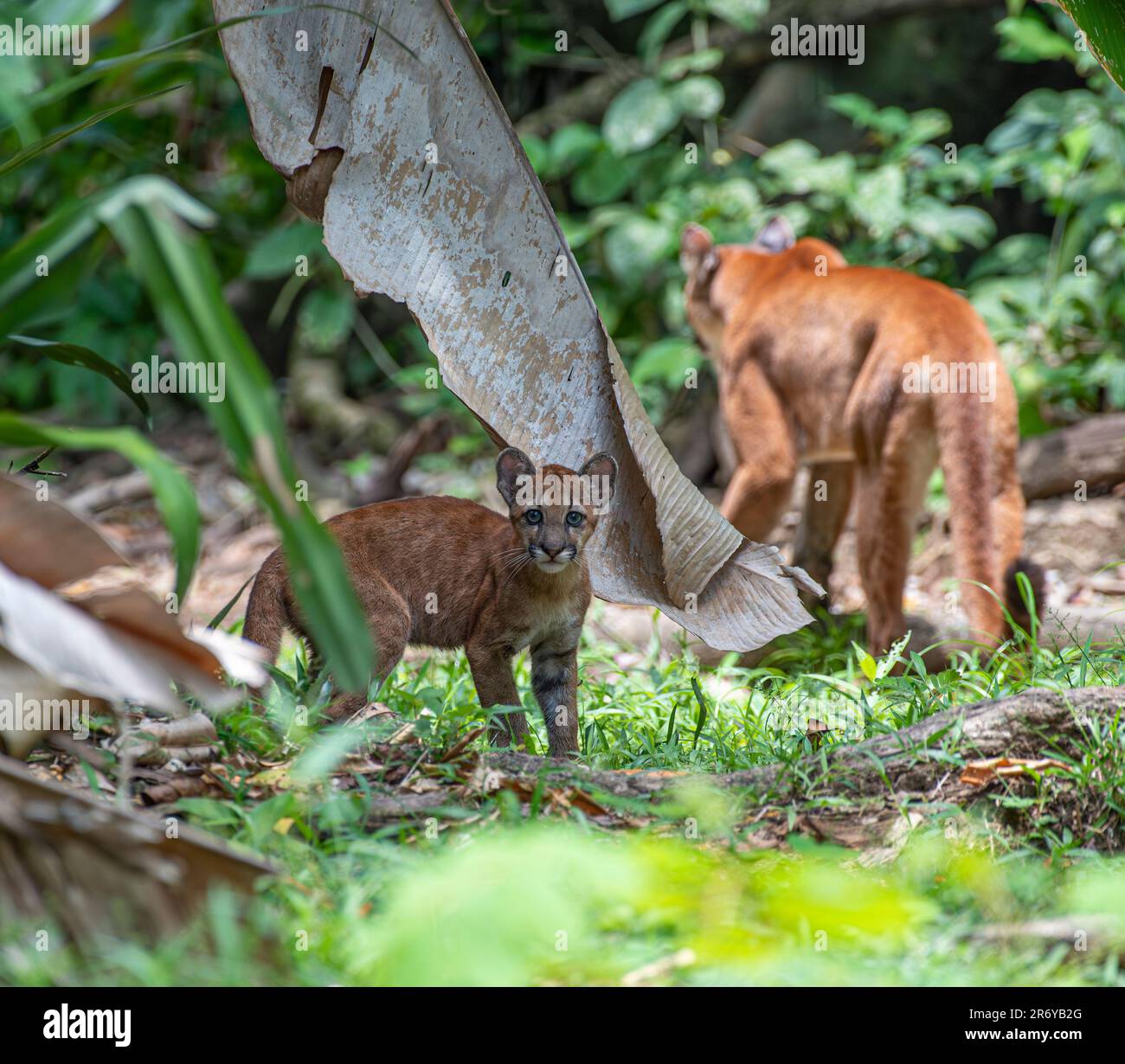 Puma in costa rica -Fotos und -Bildmaterial in hoher Auflösung – Alamy