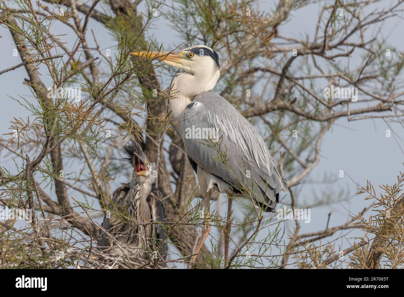Graureiher (Ardea cinerea) mit Küken im Nest. Saintes Maries de la Mer ...