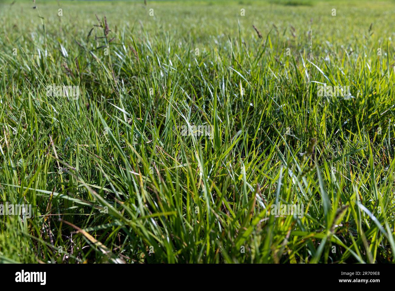 Ein landwirtschaftliches Feld, auf dem grünes Gras für die Heuernte ...