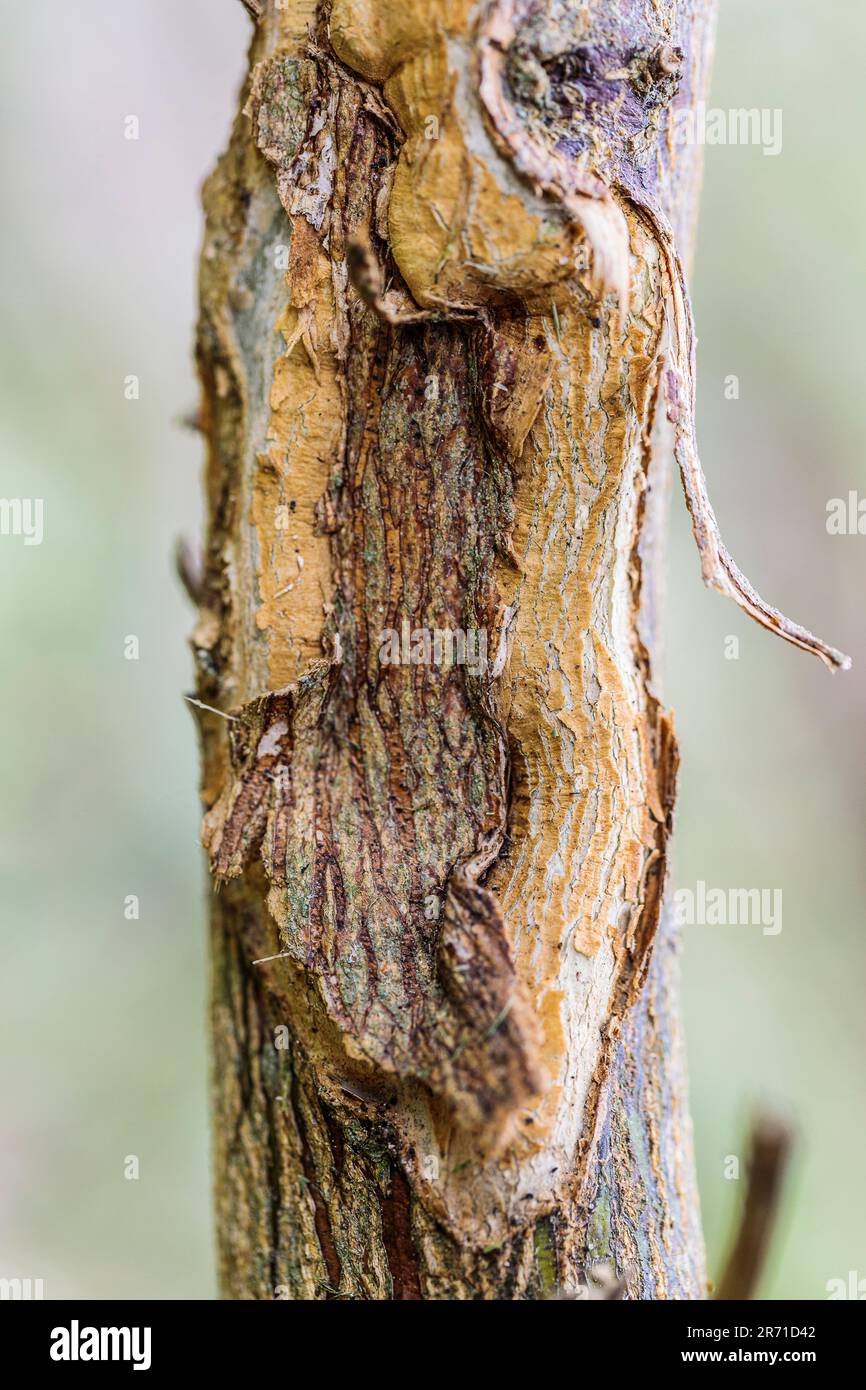 Typische Symptome einer von Exokortis betroffenen Zitrusfrucht: Die ...