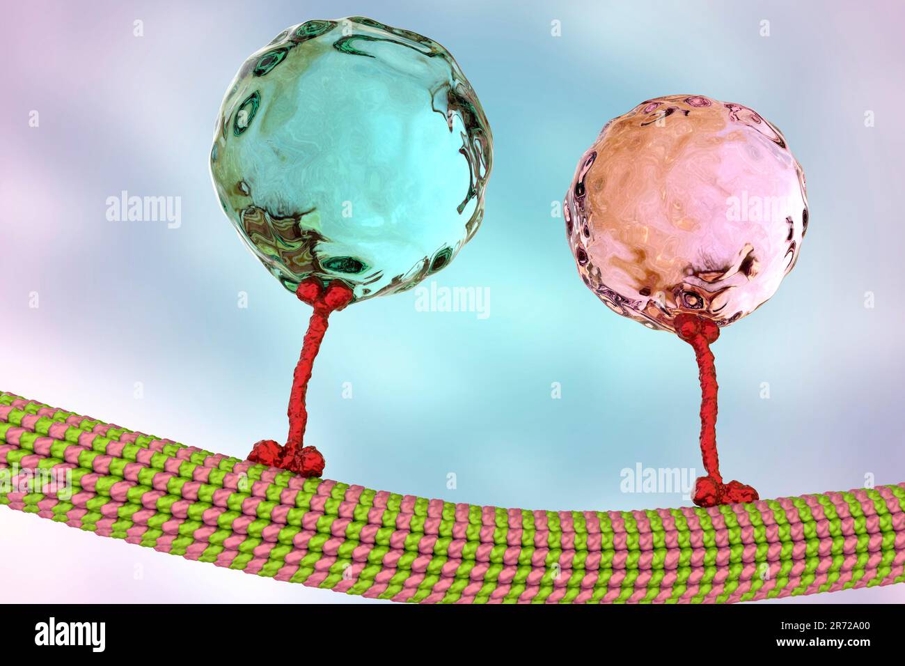 Transport vesicles -Fotos und -Bildmaterial in hoher Auflösung – Alamy