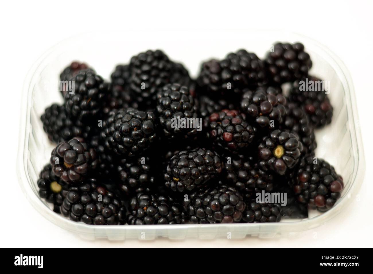Brombeere, essbare Frucht vieler Arten der Gattung Rubus in der Familie ...