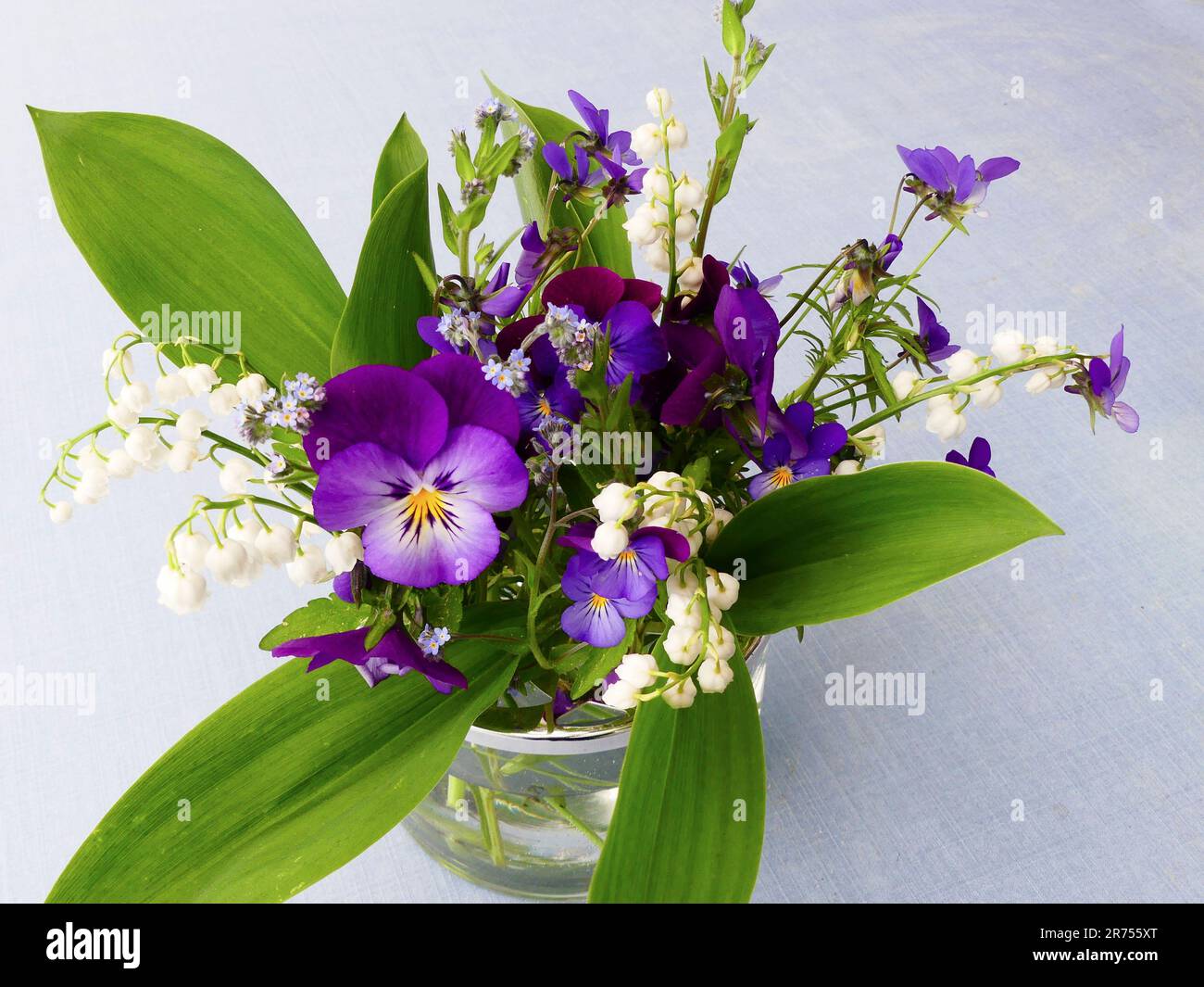 Famiglia viola -Fotos und -Bildmaterial in hoher Auflösung – Alamy
