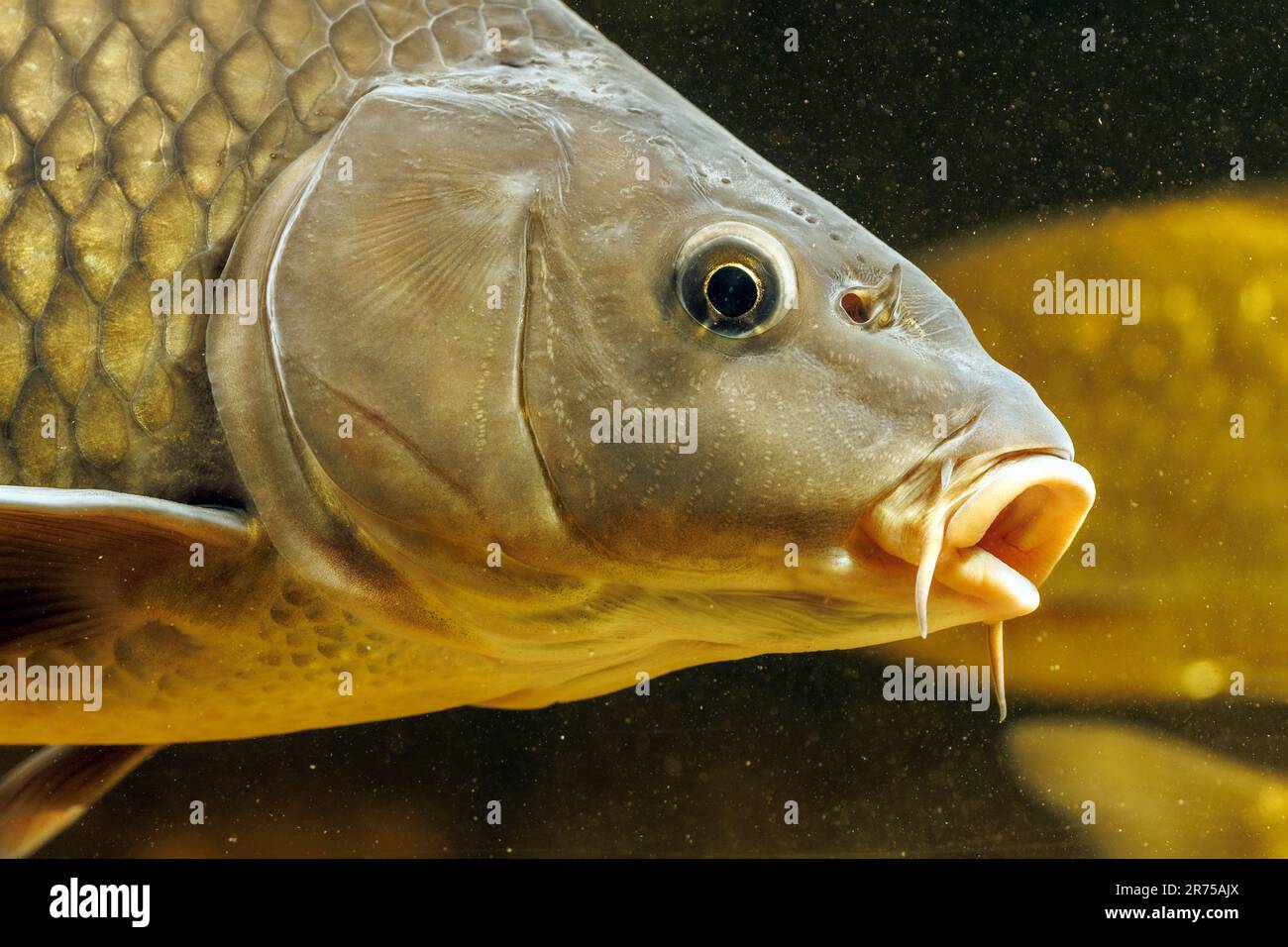 Schuppige karpfen -Fotos und -Bildmaterial in hoher Auflösung – Alamy