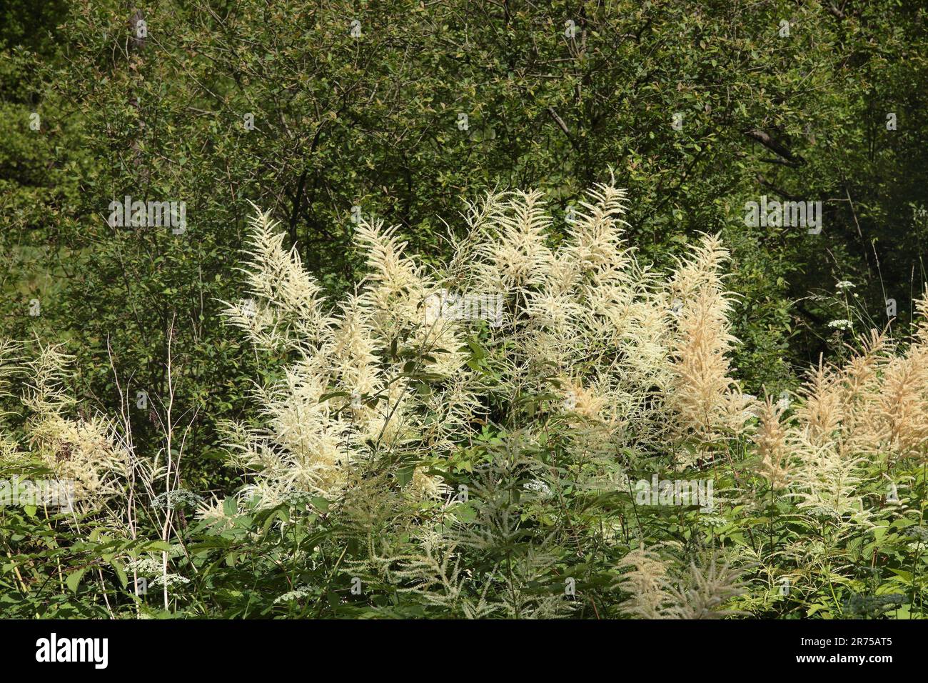 Gemeiner ziegenbart arunus -Fotos und -Bildmaterial in hoher Auflösung ...